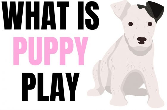 The Guide To Puppy Play And Finding Puppy Roleplay Toys